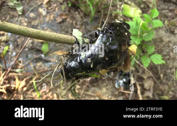 The former dump toxic waste, detail asphalt tar refined synthetic ...