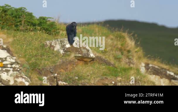 Raven scotland Stock Videos & Footage - HD and 4K Video Clips - Alamy