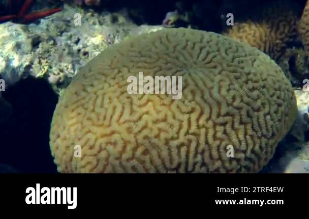 Colpophyllia natans Stock Videos & Footage - HD and 4K Video Clips - Alamy