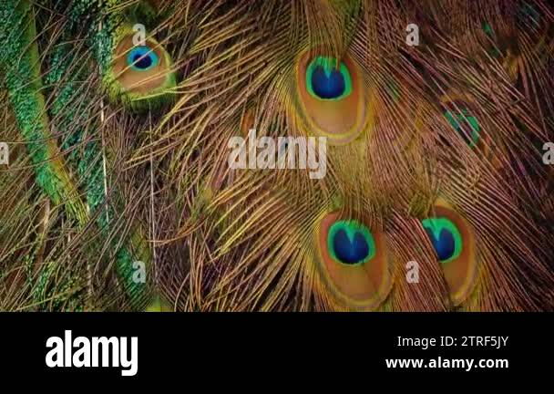 Eye like patterns Stock Videos & Footage - HD and 4K Video Clips - Alamy