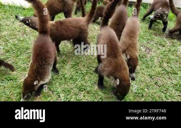 Animal america Stock Videos & Footage - HD and 4K Video Clips - Alamy