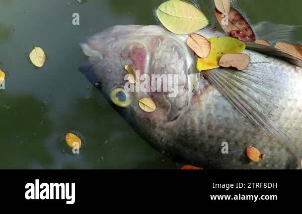 Dead tilapia fish Stock Videos & Footage - HD and 4K Video Clips - Alamy