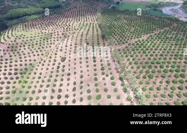 Plantation tropical Stock Videos & Footage - HD and 4K Video Clips - Alamy