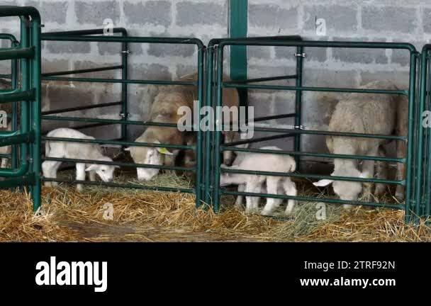 Sheep with Lambs in Cattle Pen / Sheep and lambs in special boxes at ...