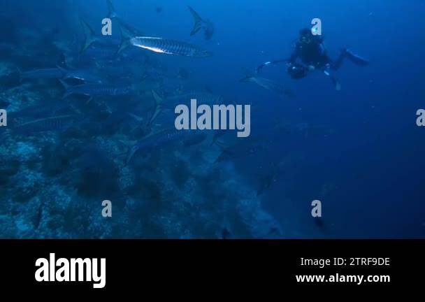 Underwater photographer takes pictures school of fish, Pickhandle ...