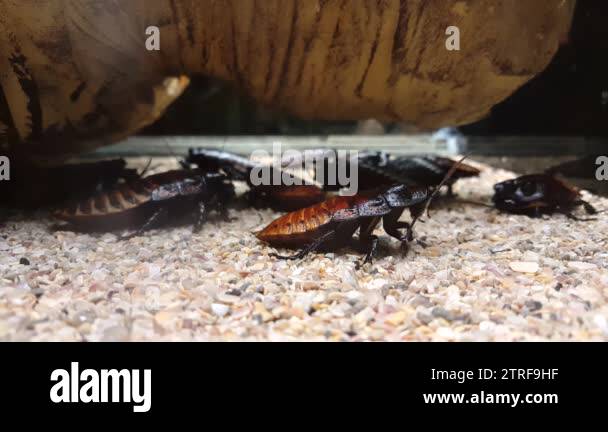 Close up view of the Madagascar hissing cockroach(Gromphadorhina ...