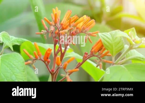 Florida native firebush Stock Videos & Footage - HD and 4K Video Clips ...