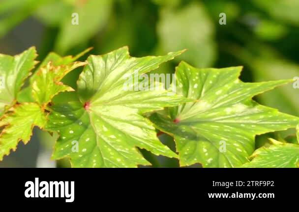 Begonia plants texture background Stock Videos & Footage - HD and 4K ...