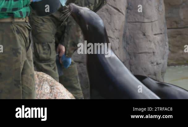 Sea seals Stock Videos & Footage - HD and 4K Video Clips - Alamy