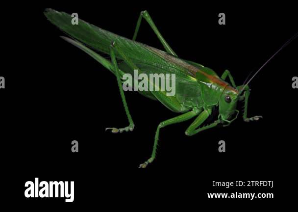 Green Locust Isolated on Black Background - Green Grasshopper Migratory ...