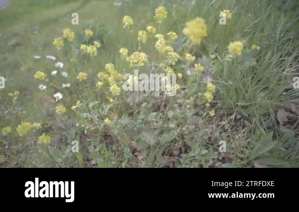 Fresh green grass shot from top view, with wind flowing. seamless tiled ...