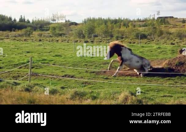Animal rolling Stock Videos & Footage - HD and 4K Video Clips - Alamy