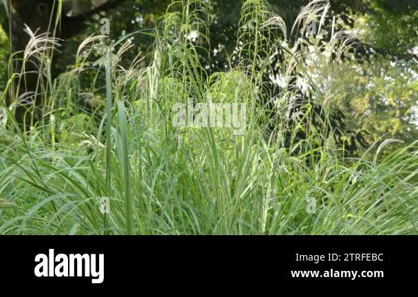 Spartina pectinata is species of cordgrass known by common names ...