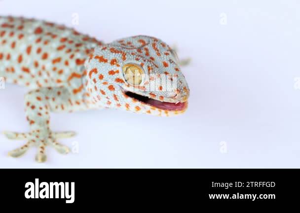 Gecko Stock Videos & Footage - HD and 4K Video Clips - Alamy