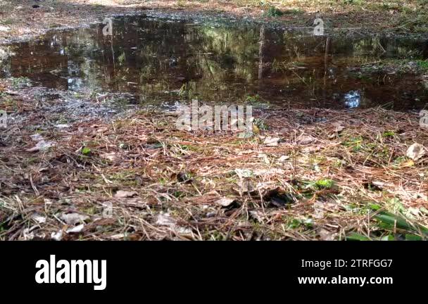 Autumn puddle wet soil Stock Videos & Footage - HD and 4K Video Clips ...
