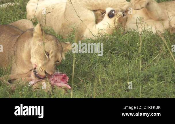 Young antelope playing Stock Videos & Footage - HD and 4K Video Clips ...