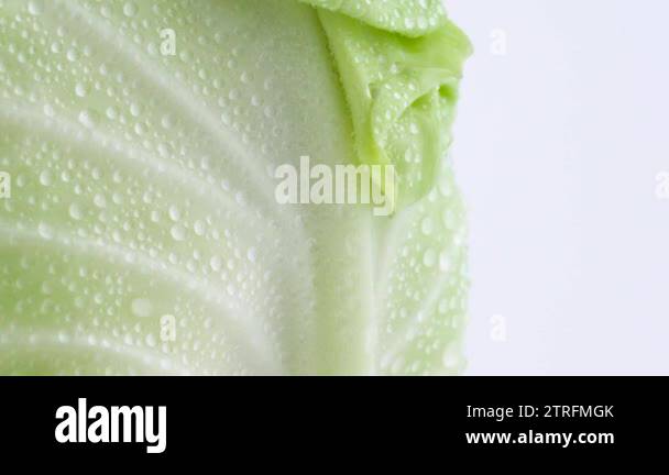 Macro shooting of side part of one whole mini white cabbage with water ...