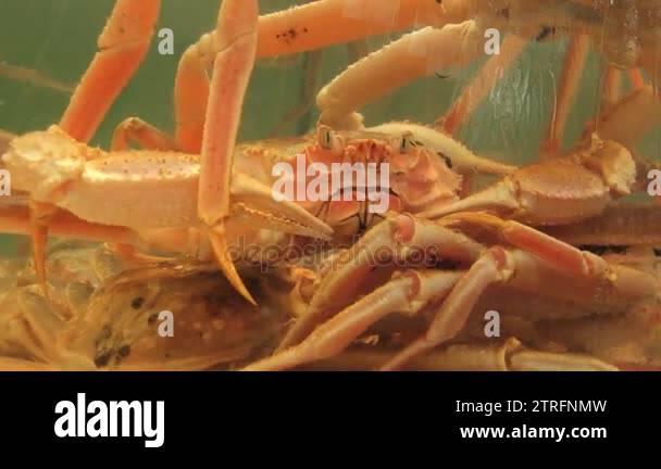Live crabs in the tank with sea water at the fish market in Busan, Korea Stock Video Footage - Alamy