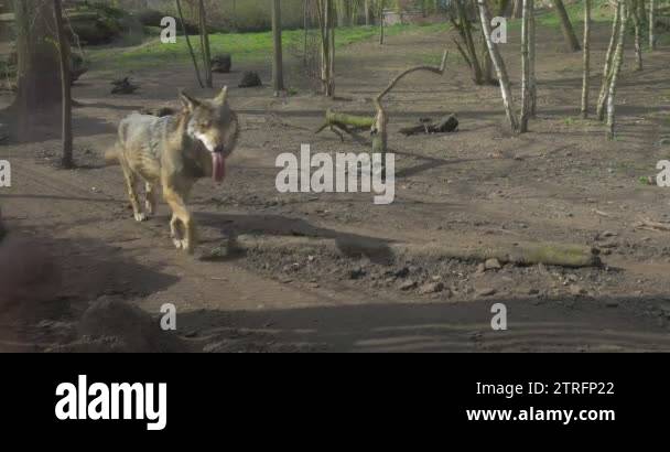 Gray wolf zoo Stock Videos & Footage - HD and 4K Video Clips - Alamy