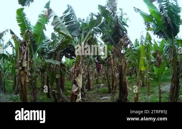 Banana tree plantation Stock Videos & Footage - HD and 4K Video Clips ...