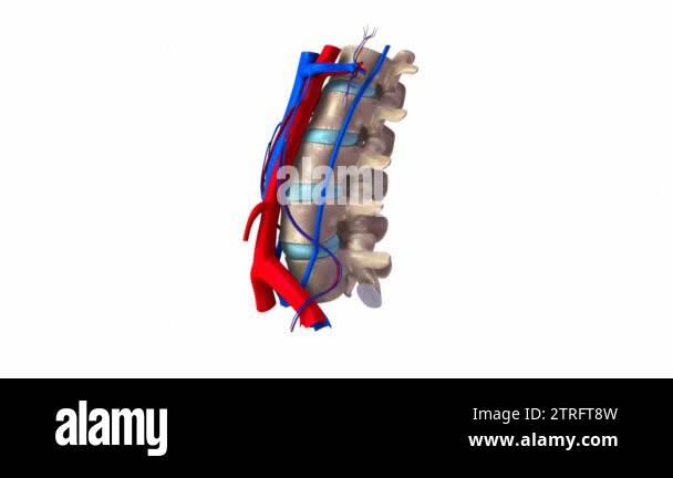 Lumbar spine Arteries and Veins system Stock Video Footage - Alamy
