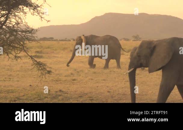 Evening light on elephant Stock Videos & Footage - HD and 4K Video ...