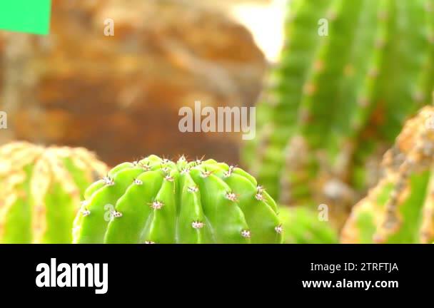 Fast growing cactus Stock Videos & Footage - HD and 4K Video Clips - Alamy