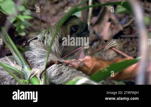 Three-toed sloth climbing up the branches of a tree. Sloths are ...