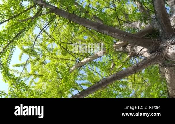 Canopy ginkgo biloba leaves Stock Videos & Footage - HD and 4K Video ...