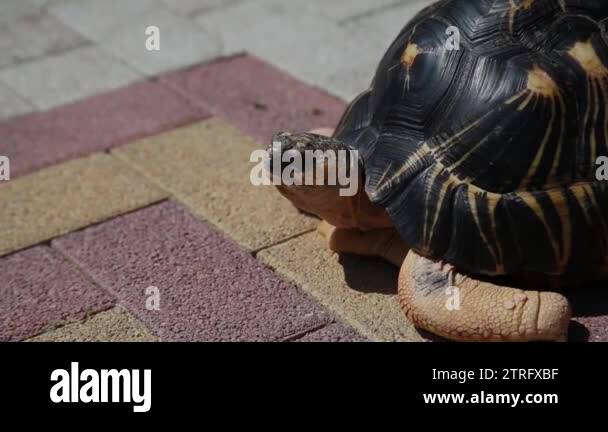 Snapping turtle crossing road Stock Videos & Footage - HD and 4K Video ...