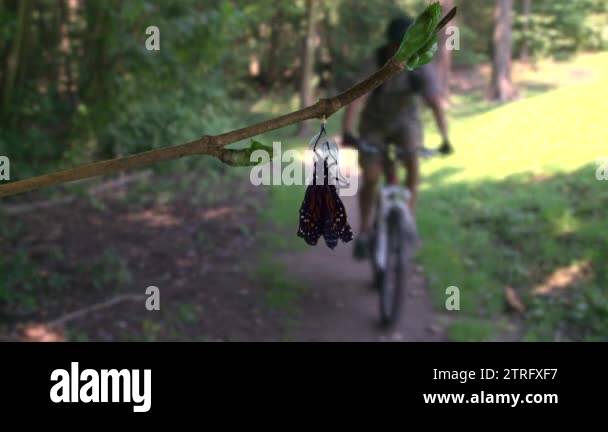 Stages of a monarch butterfly life Stock Videos & Footage - HD and 4K ...
