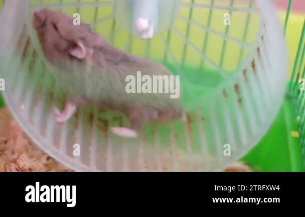 Hamster wheel cage Stock Videos & Footage - HD and 4K Video Clips - Alamy
