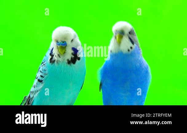 two budgie isolated on green screen Stock Video Footage - Alamy
