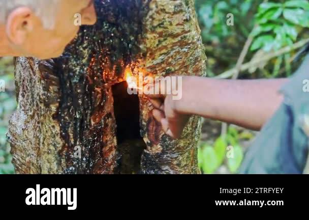 guide showing how tropical tree burning Stock Video Footage - Alamy