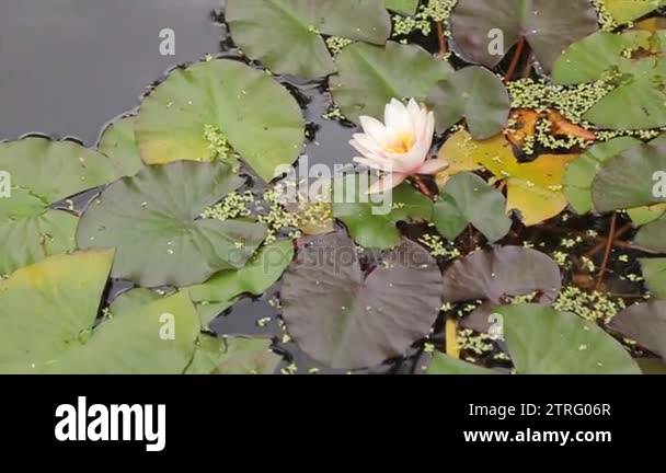 Beautiful flower and leaves in swamp. The swamp Lotus. Flower and ...