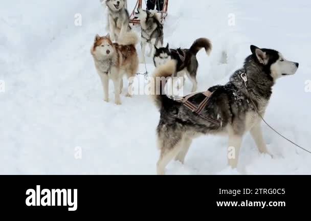 Polar teamwork Stock Videos & Footage - HD and 4K Video Clips - Alamy