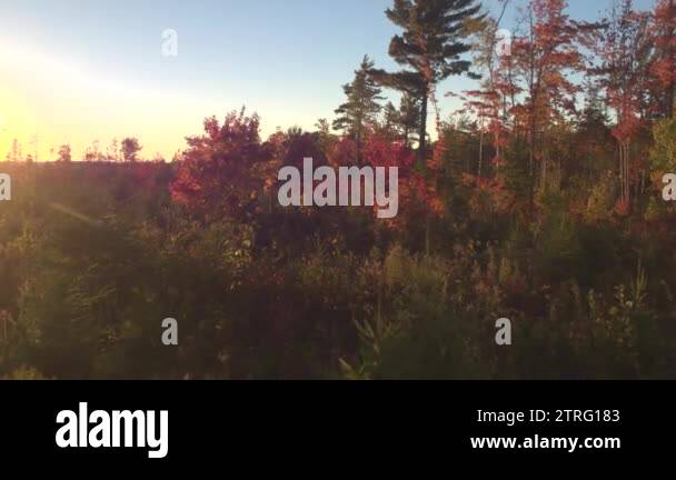 Autumn woodland trees glade Stock Videos & Footage - HD and 4K Video ...