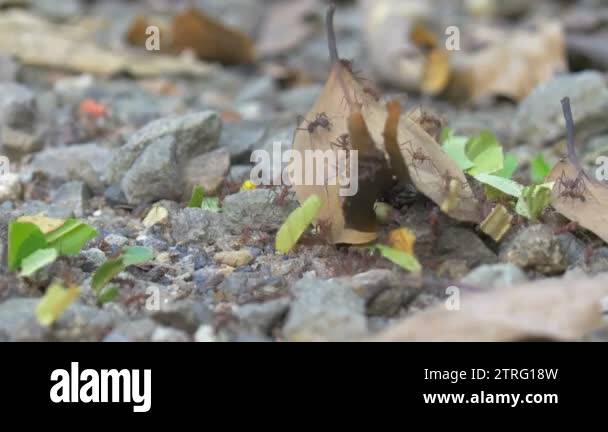 Leaf Cutter Ants moving dead leaf from path, Panama City Metro Park ...