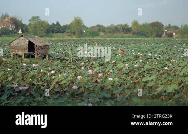 Farmer walking through a lotus field and picking lotus flowers Stock ...