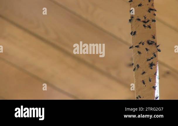 Dead flies Stock Videos & Footage - HD and 4K Video Clips - Alamy