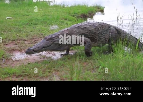Crocodile pond Stock Videos & Footage - HD and 4K Video Clips - Alamy