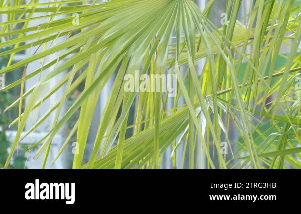 Chamaerops is genus of flowering plants in palm family Arecaceae. Only currently fully accepted ...