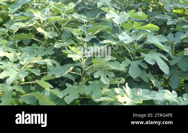 Ficus carica is an Asian species of flowering plants in mulberry family ...