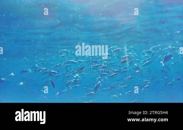 A flock of Red Sea Flusilier fish feeds on plankton in the sun. The ...