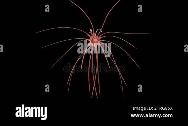 Flagella rotation Stock Videos & Footage - HD and 4K Video Clips - Alamy
