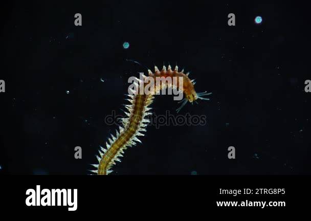 Polychaete worm Stock Videos & Footage - HD and 4K Video Clips - Alamy