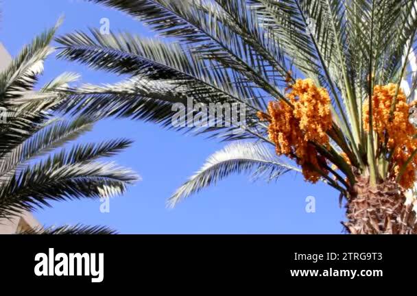 Date palm tree orchard Stock Videos & Footage - HD and 4K Video Clips ...