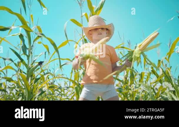 A boy in a straw hat is playing in a cornfield, the child is holding ...