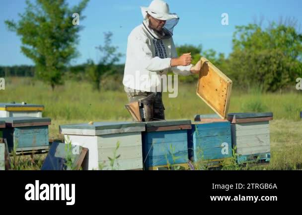 Beekeeper is working with bees and beehives on the apiary. Frames of a ...