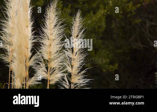 Flowering native plant Stock Videos & Footage - HD and 4K Video Clips ...